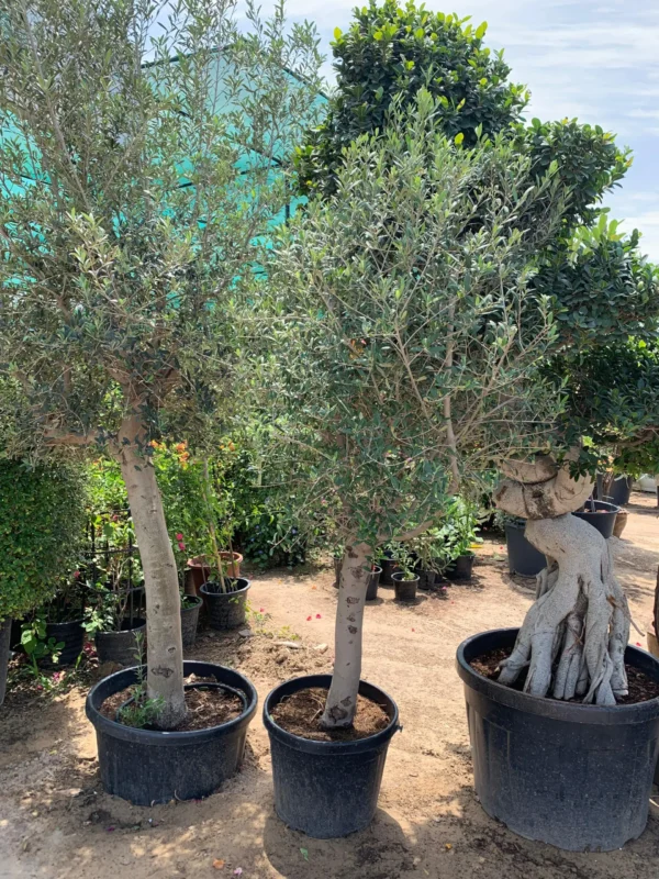Premium Olive Trees for Sale – Beautiful, Long-Lasting